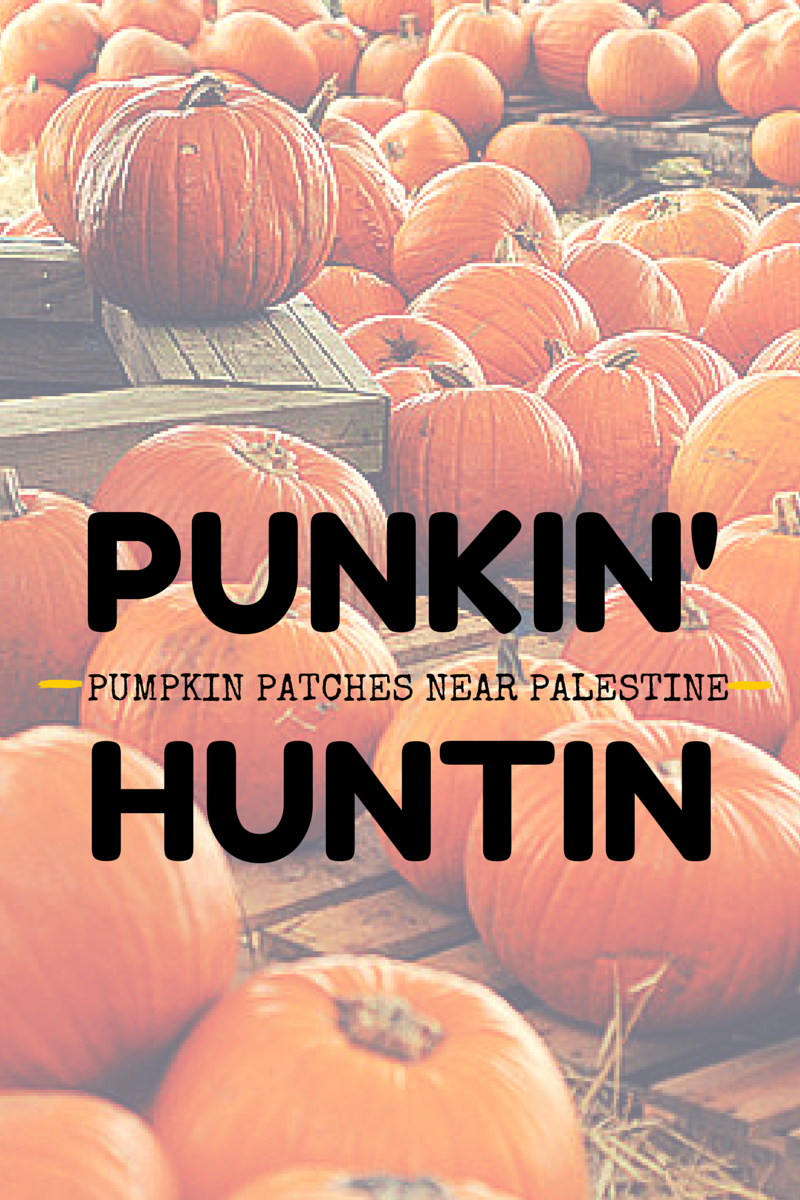 Punkin' Huntin: Pumpkin Patches Near Palestine, Texas - Buy Palestine ...